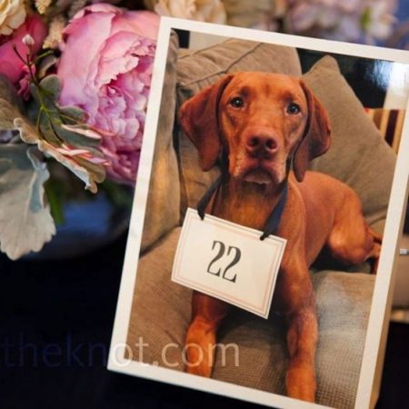How to Include Pets in your Wedding: Best Tips and Ideas Ever!